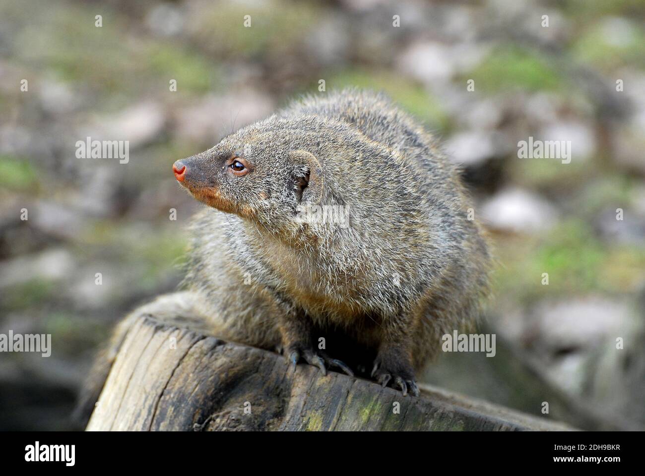 banded mongoose, Zebramanguste, Mangouste rayée, zebramungó ...