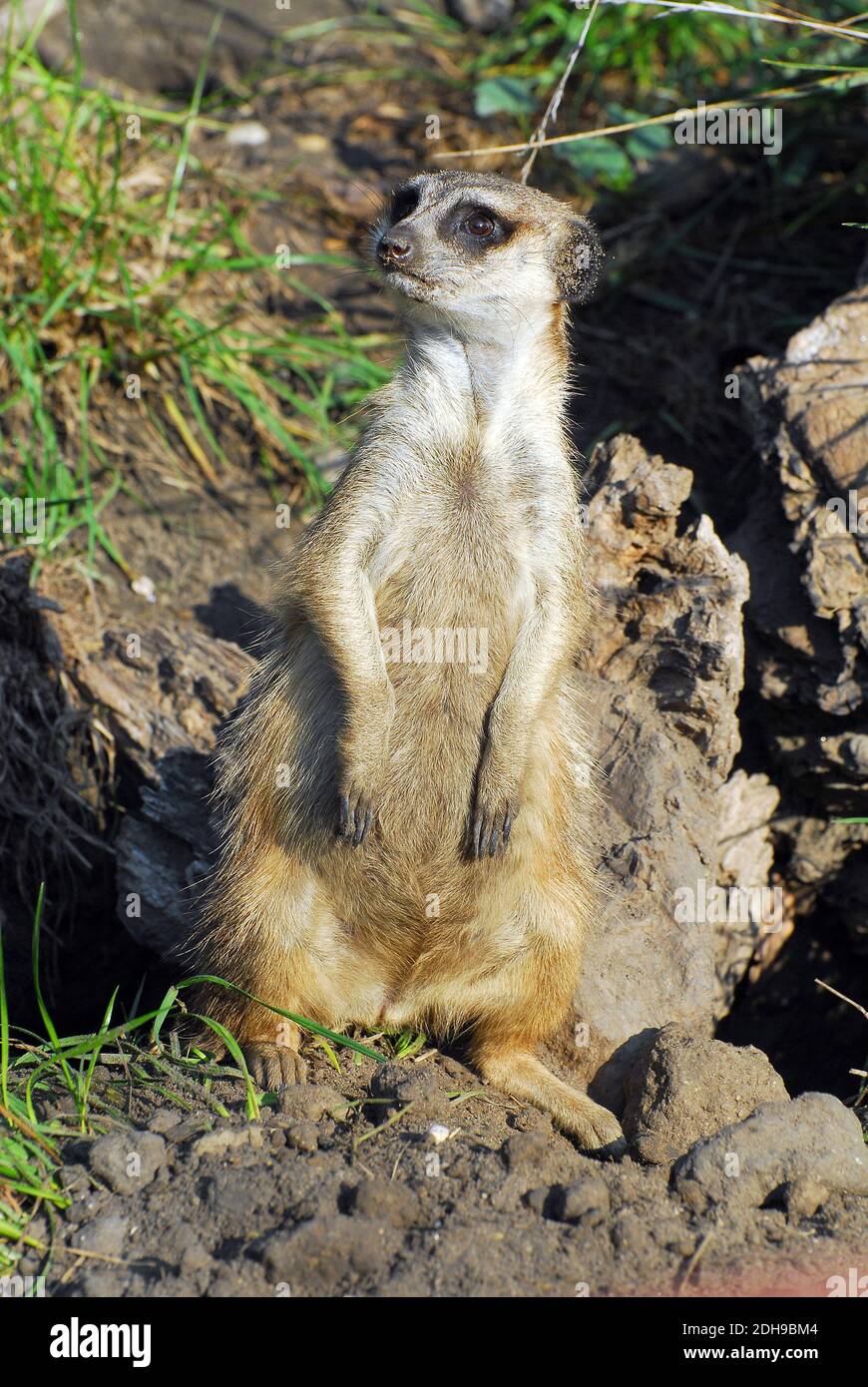 Manguszta High Resolution Stock Photography and Images - Alamy