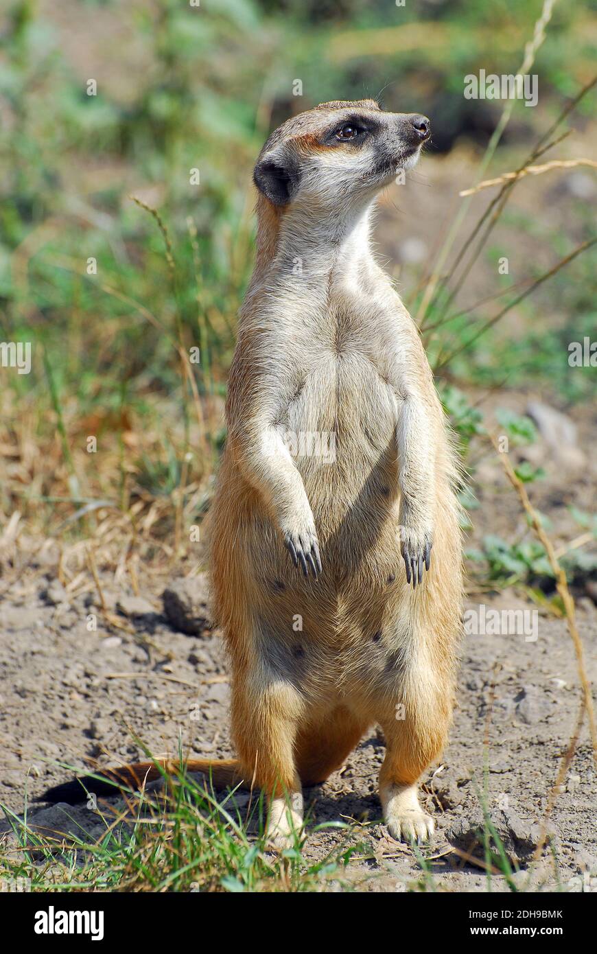 Erdmännchen suricate suricatta hi-res stock photography and images - Alamy