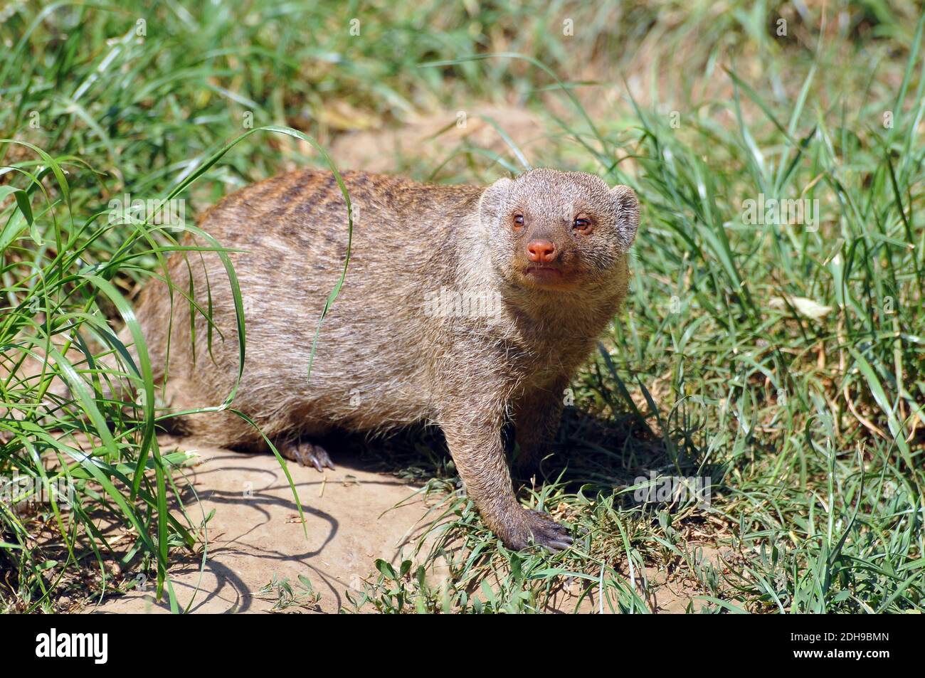 Zebramanguszta hi-res stock photography and images - Alamy