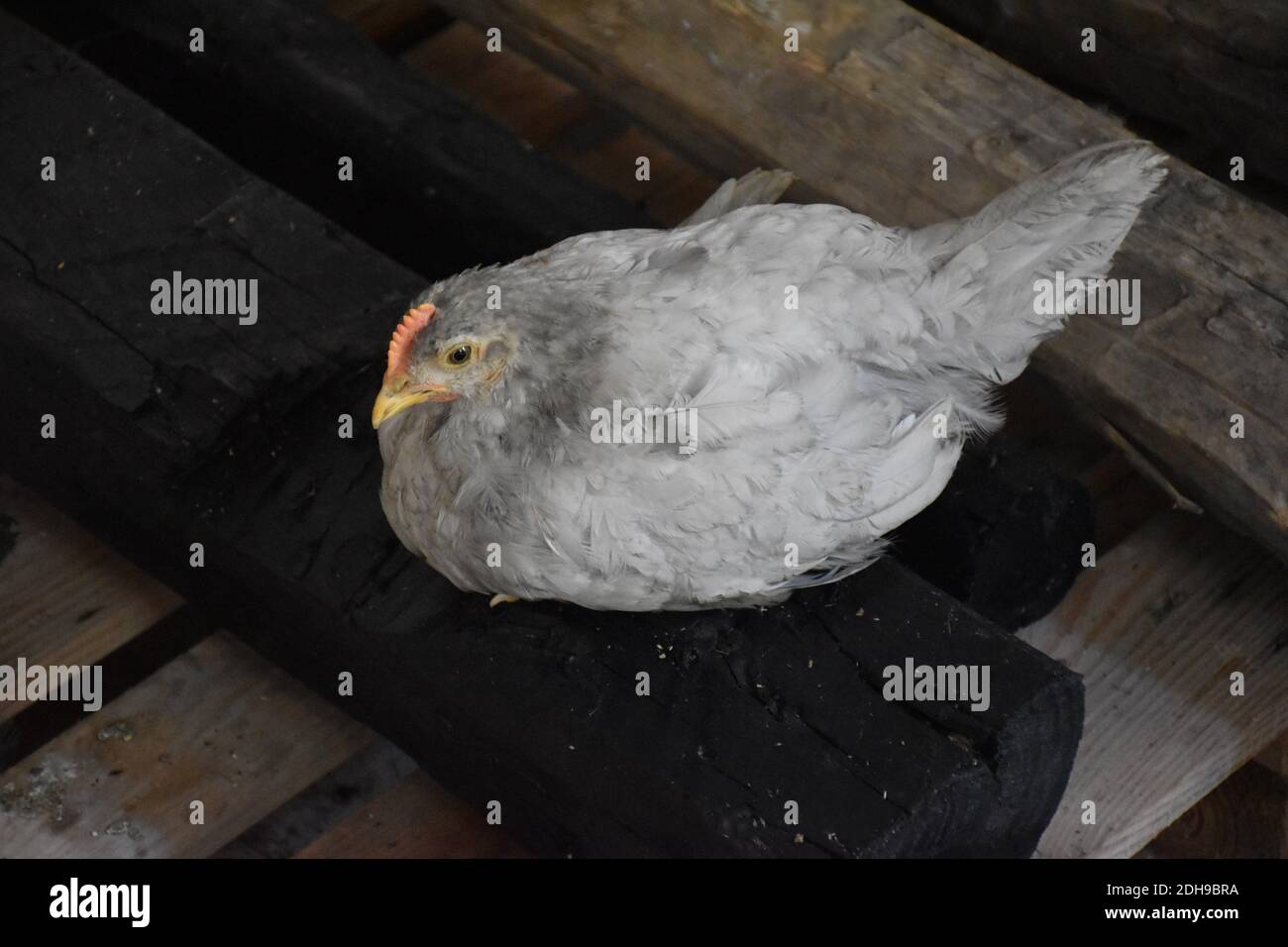 Biblue breed rooster resting on treated wooden beam Stock Photo - Alamy