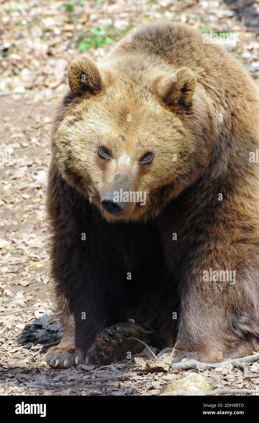 Brown bear, Braunbär, Ursus arctos, barna medve Stock Photo - Alamy