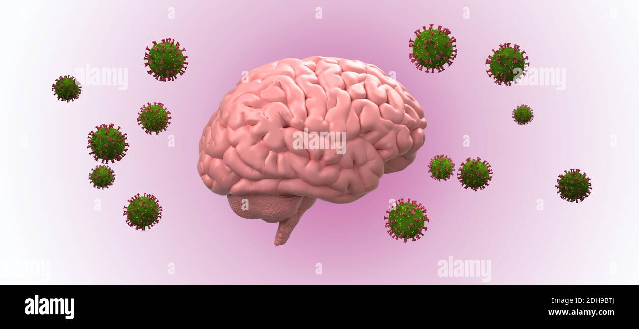 Coronavirus attacks the brain Stock Photo - Alamy