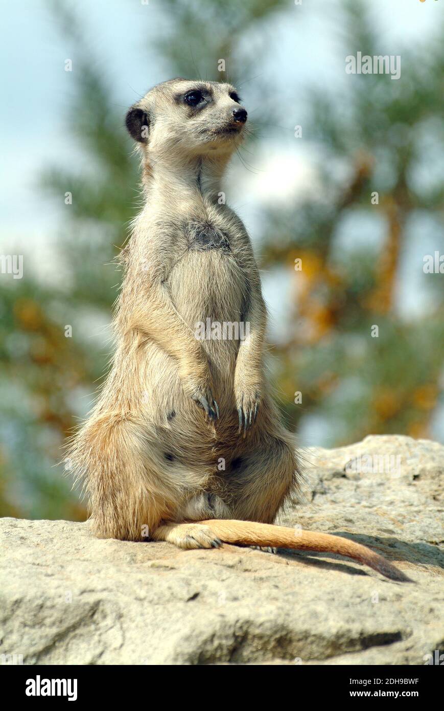 Meerkat, suricate, Erdmännchen, Surikate, Suricate, Suricata suricatta ...
