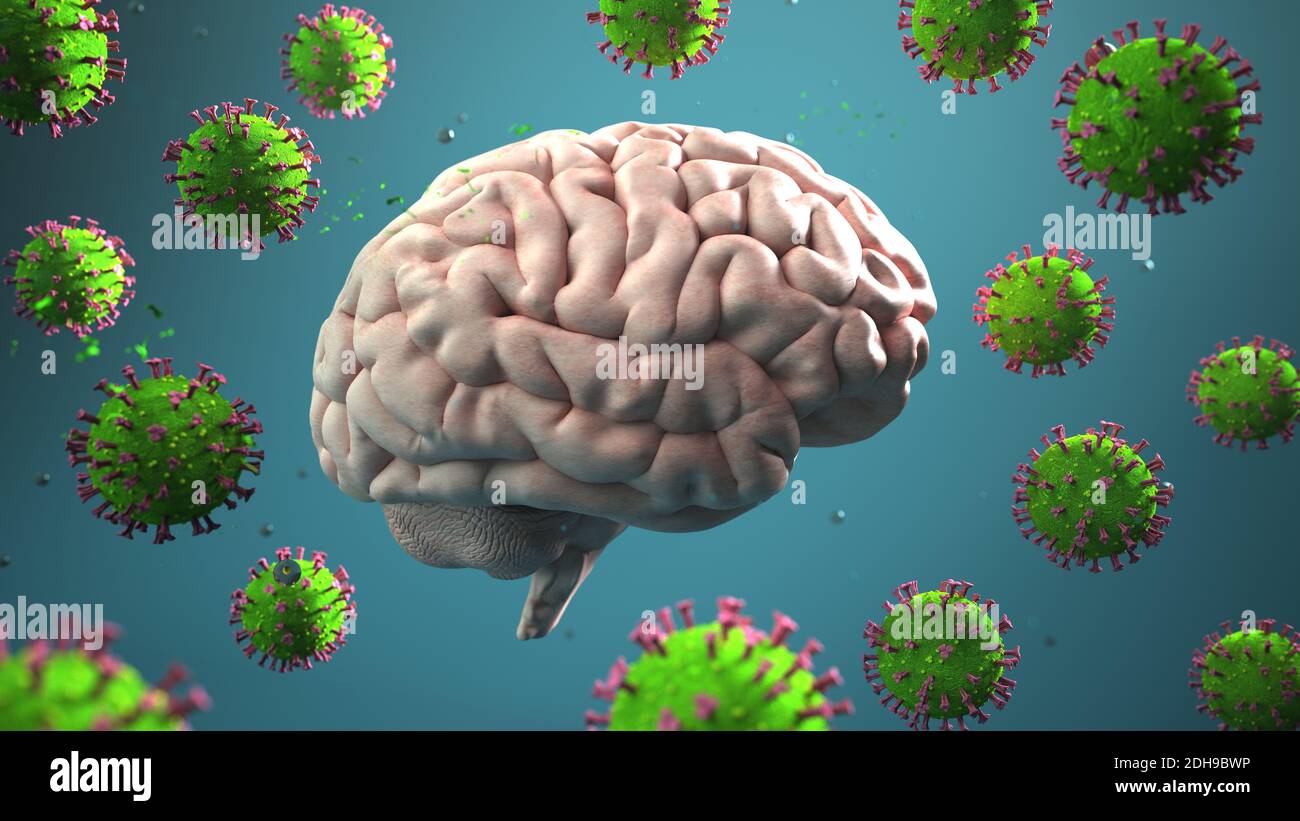 Coronavirus attacks the brain Stock Photo - Alamy