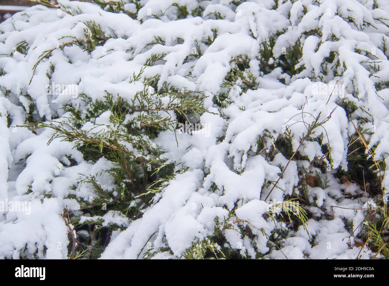 Christmas tree with a snow against background. Branches with a snow on ...