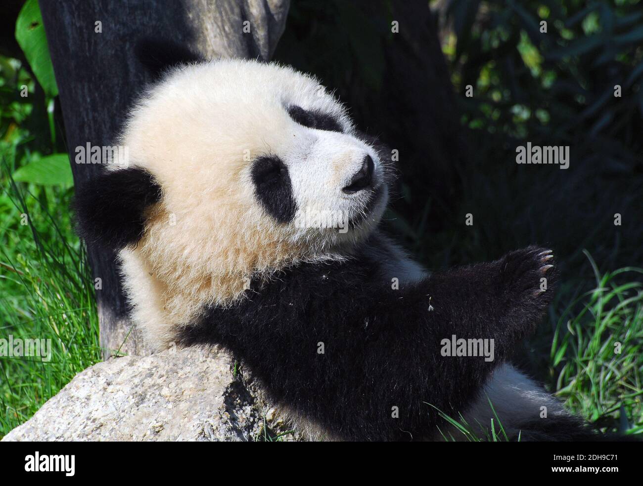 Giant panda, Großer Panda, Pandabär, Ailuropoda melanoleuca, óriáspanda ...