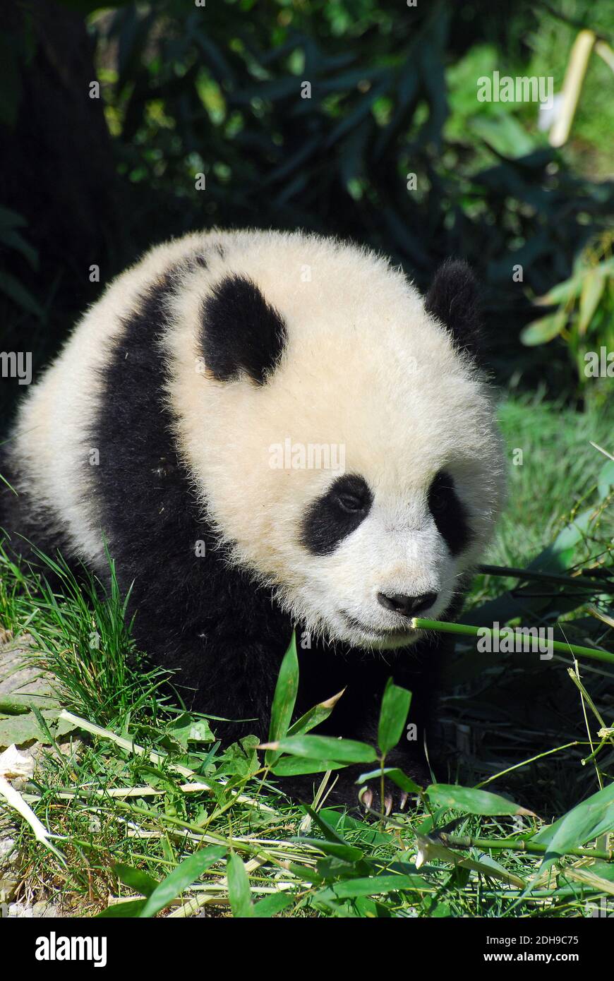 Giant panda, Großer Panda, Pandabär, Ailuropoda melanoleuca, óriáspanda ...