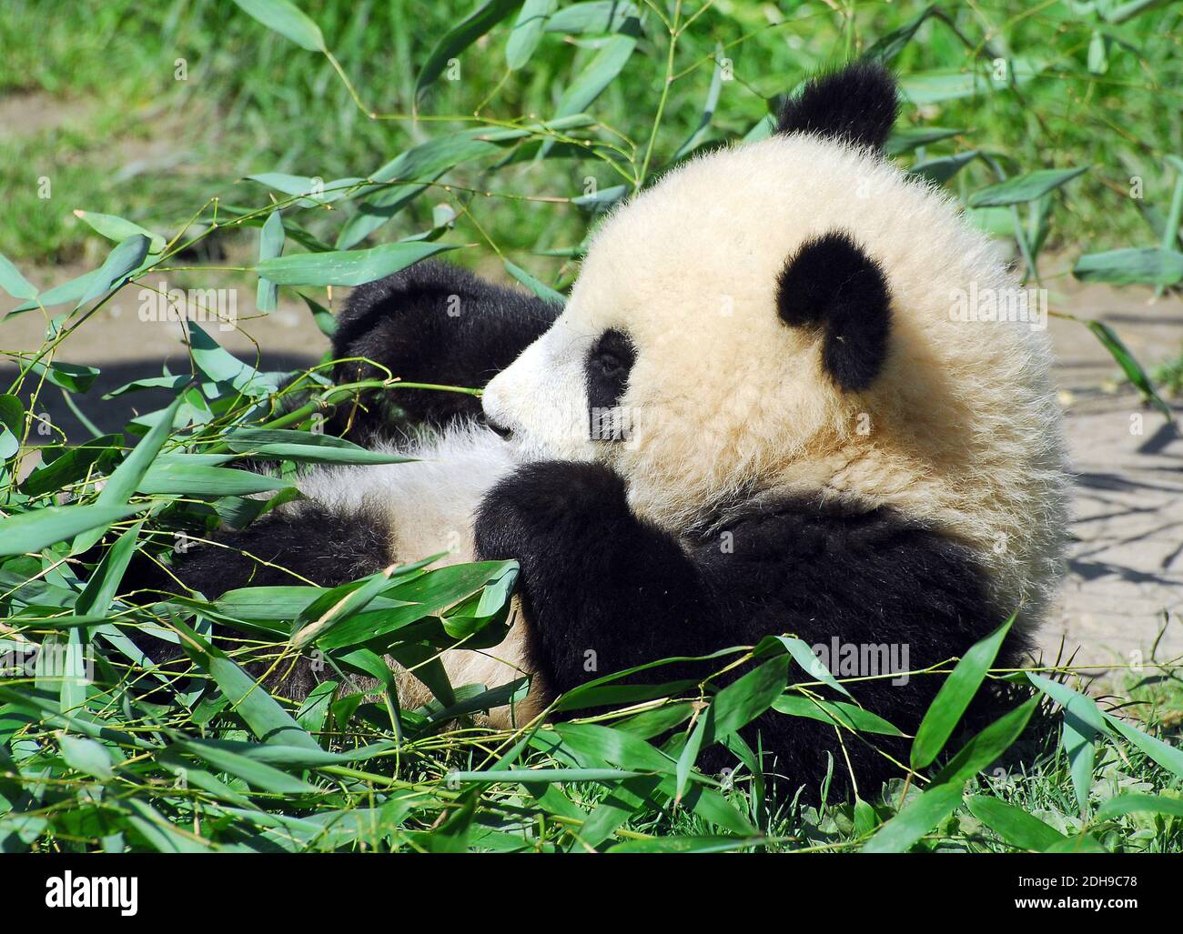 Giant panda, Großer Panda, Pandabär, Ailuropoda melanoleuca, óriáspanda ...