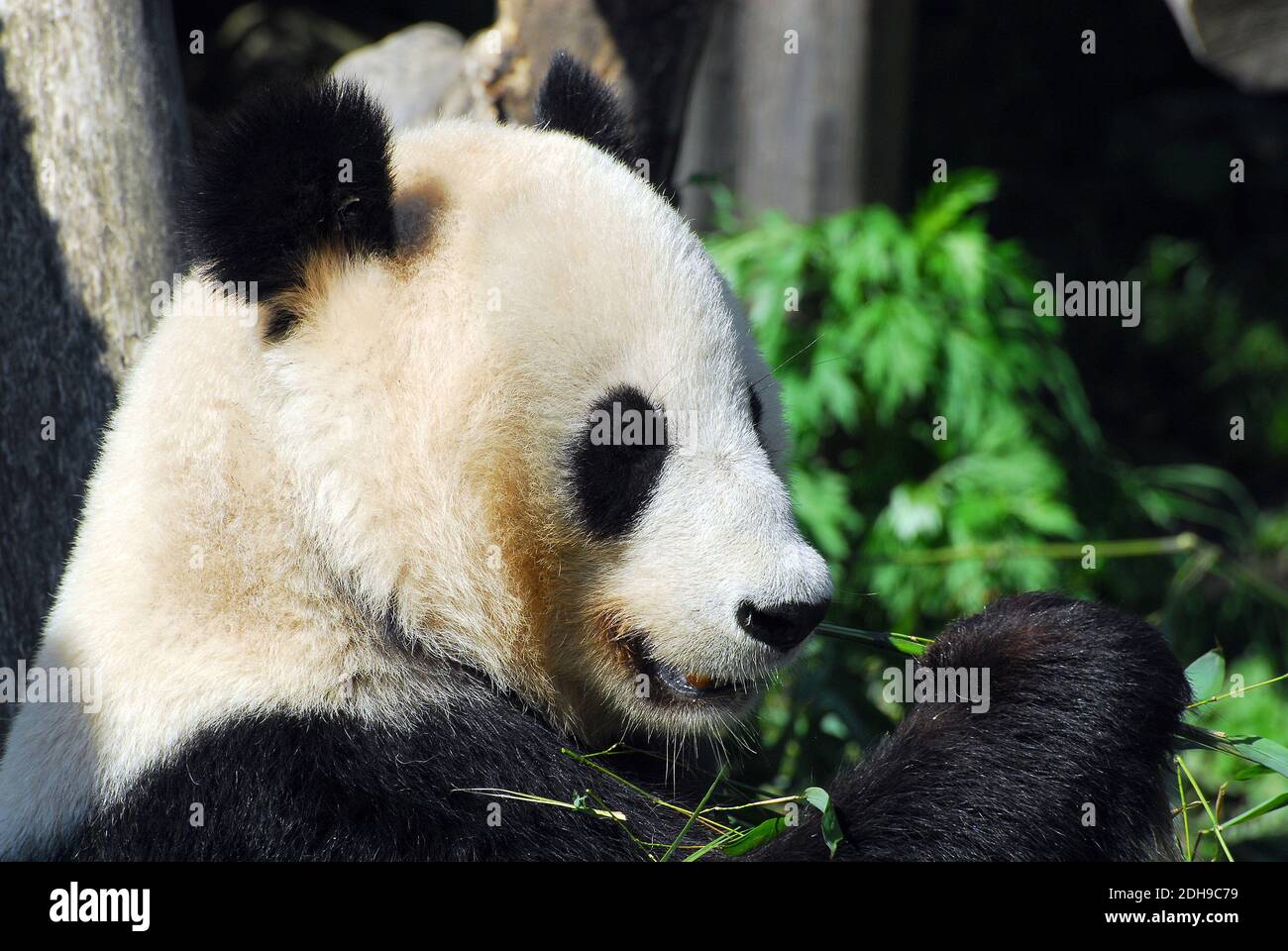 Giant panda, Großer Panda, Pandabär, Ailuropoda melanoleuca, óriáspanda ...