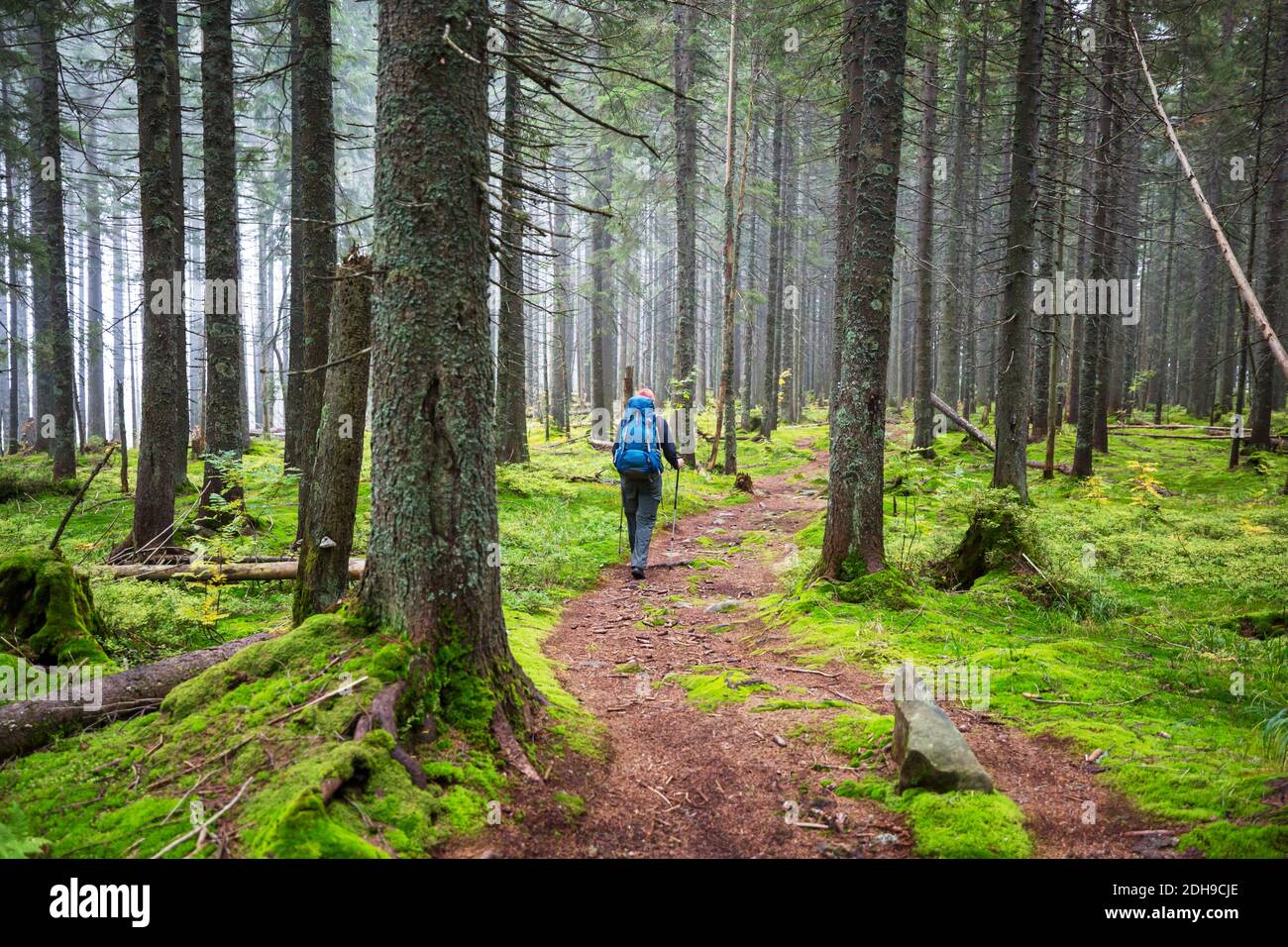 Hike in the forest Stock Photo - Alamy