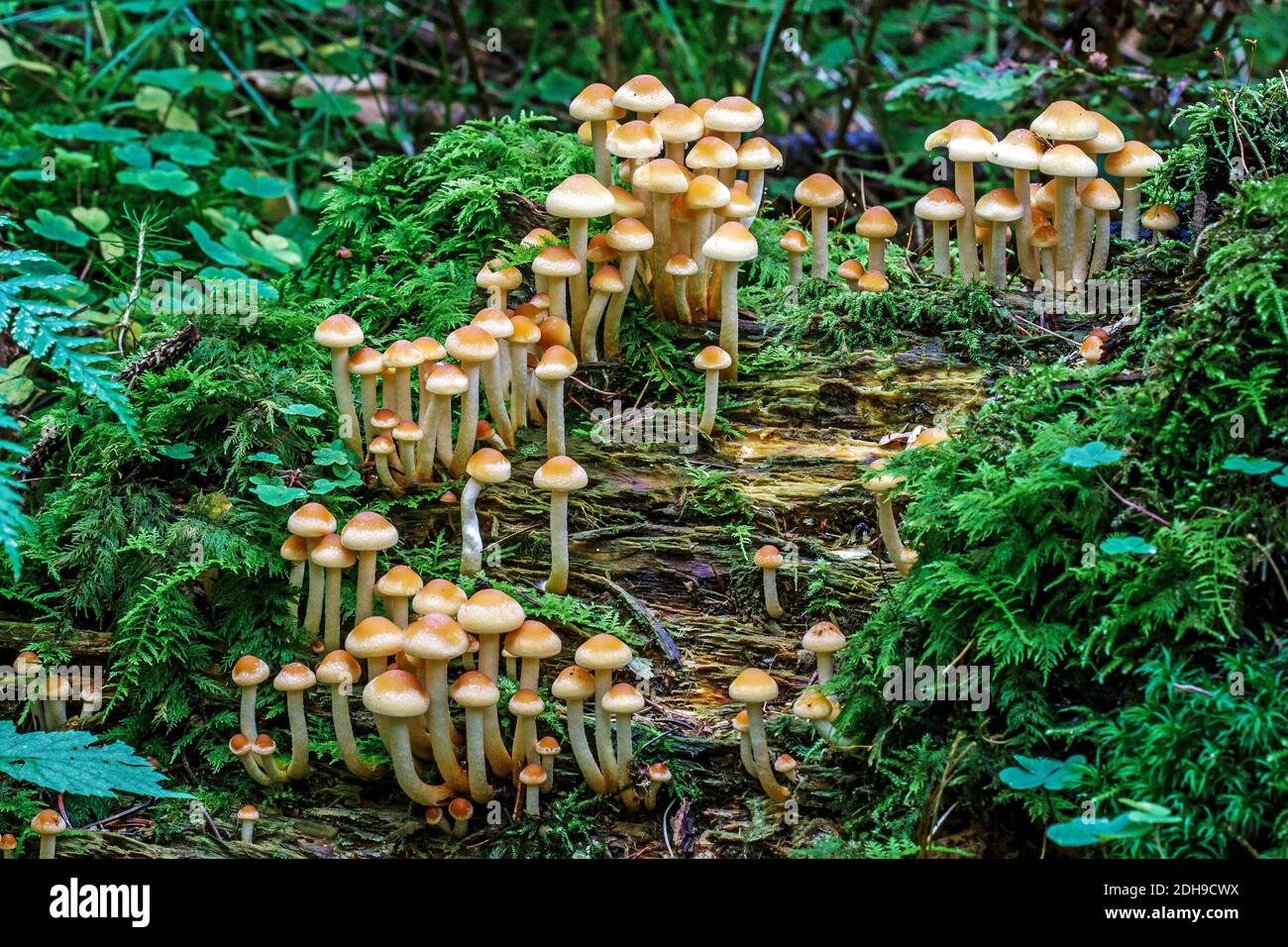 Pilz im moos hi-res stock photography and images - Alamy