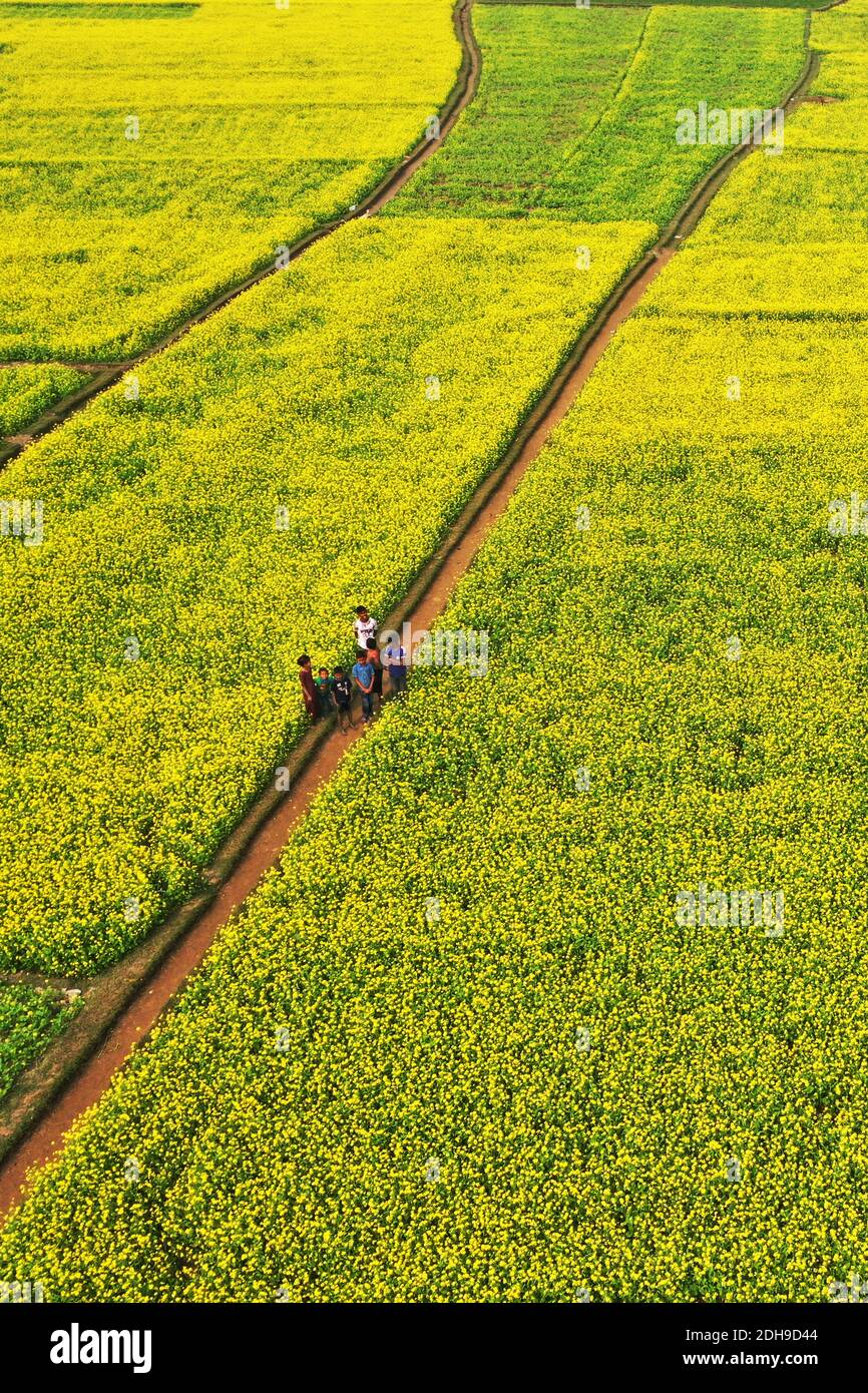 Pabna, Bangladesh - December 05, 2020: An aerial view the mustard ...