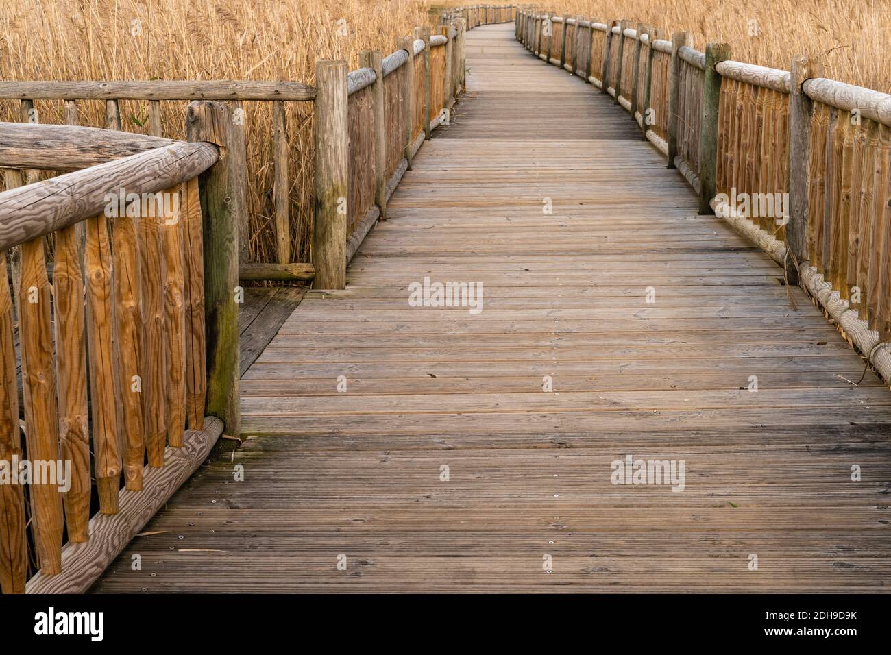 A long wooden boardwalk leading through tall golden reeds and marsh ...