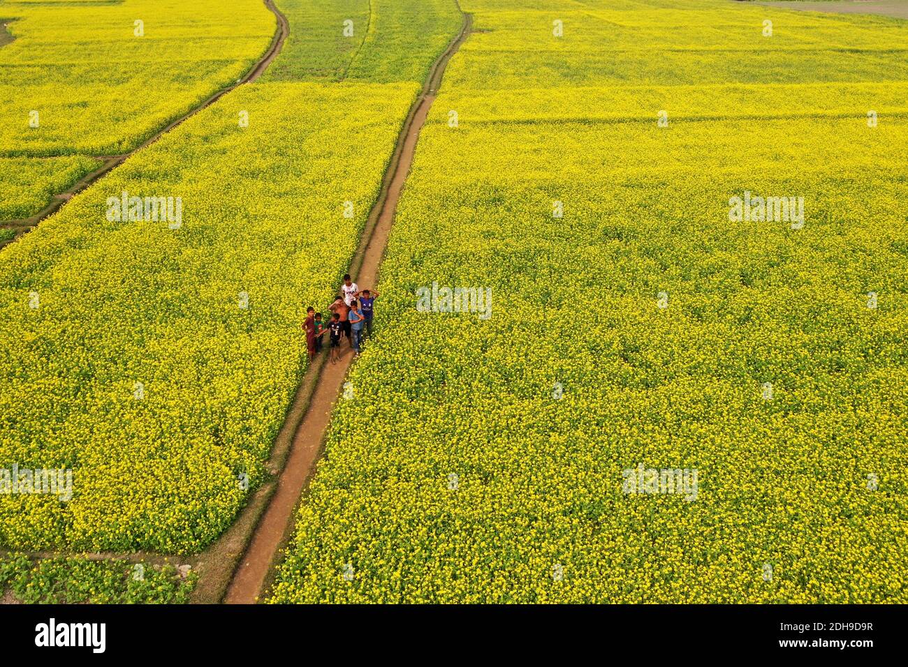 Pabna, Bangladesh - December 05, 2020: An aerial view the mustard ...