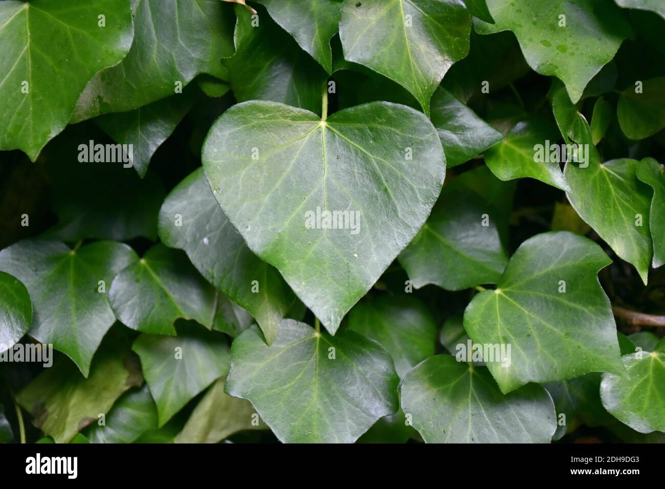 Ivy wall (Hedera) with heart-shaped leaf, symbol of love Stock Photo ...