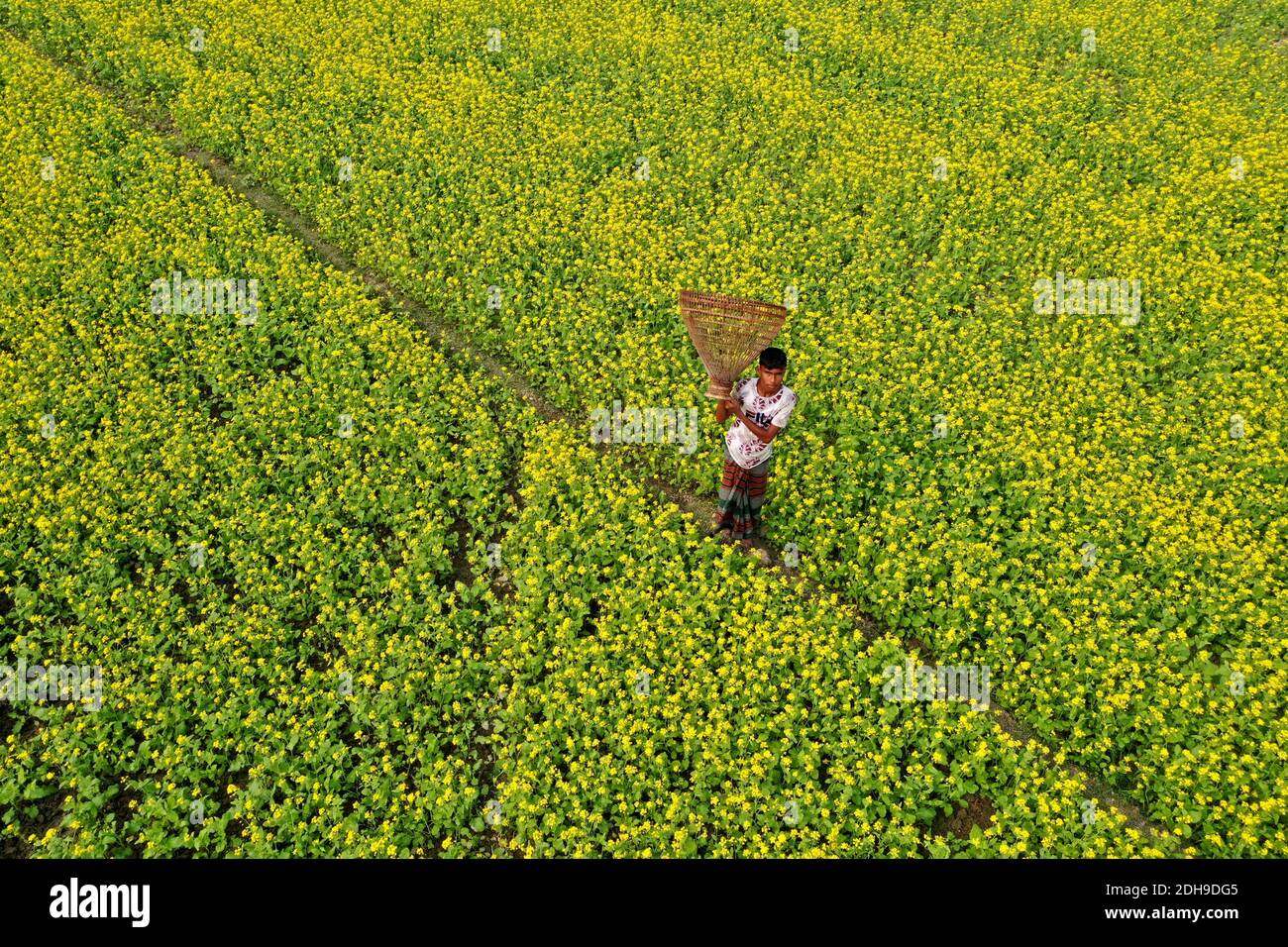 Pabna, Bangladesh - December 05, 2020: An aerial view the mustard ...