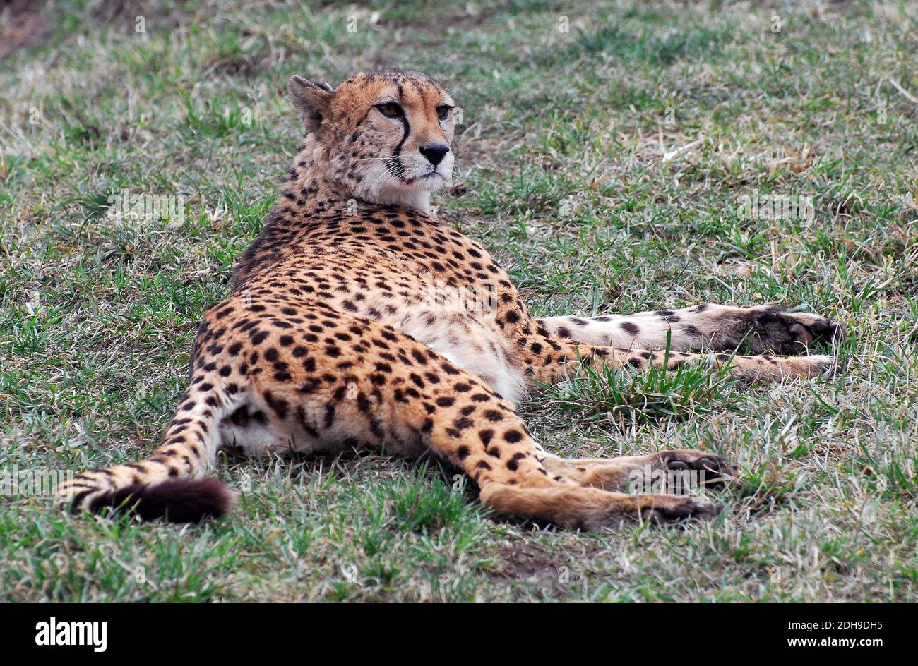 cheetah, Gepard, gepárd, Acinonyx jubatus, vulnerable Stock Photo - Alamy