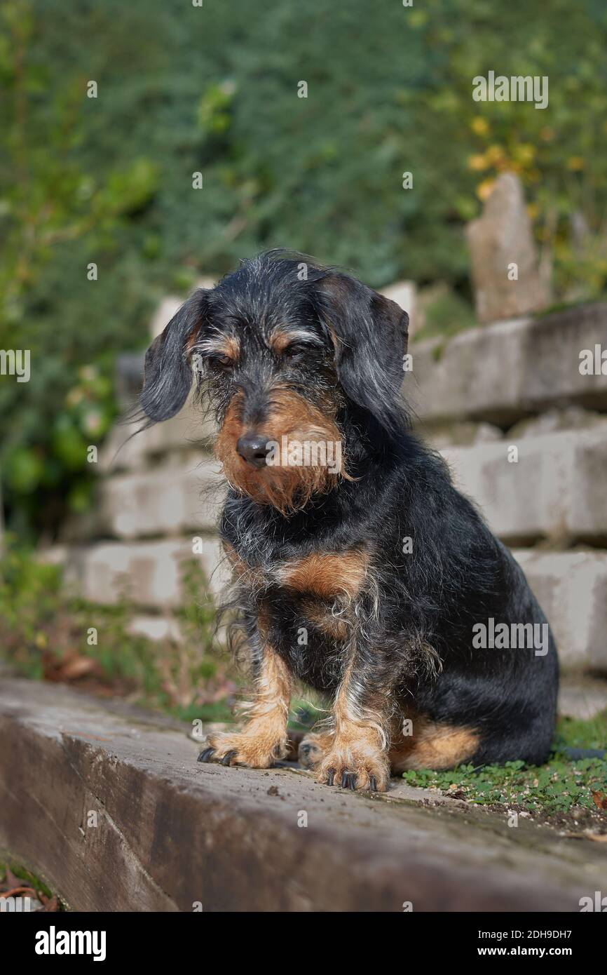 A vertical shot of a fluffy dirty cute moody dog in the nature, in ...