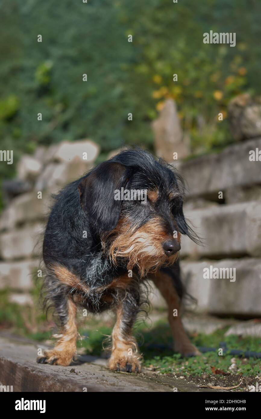 A vertical shot of a fluffy dirty cute moody dog in the nature, in ...