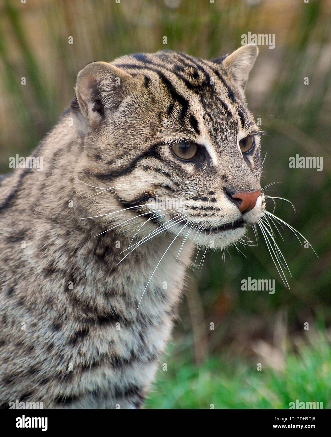Fishing cat, Fischkatze, Felis viverrina, halászmacska, vulnerable ...