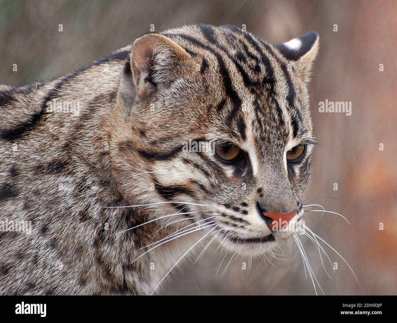Fishing cat, Fischkatze, Felis viverrina, halászmacska, vulnerable ...