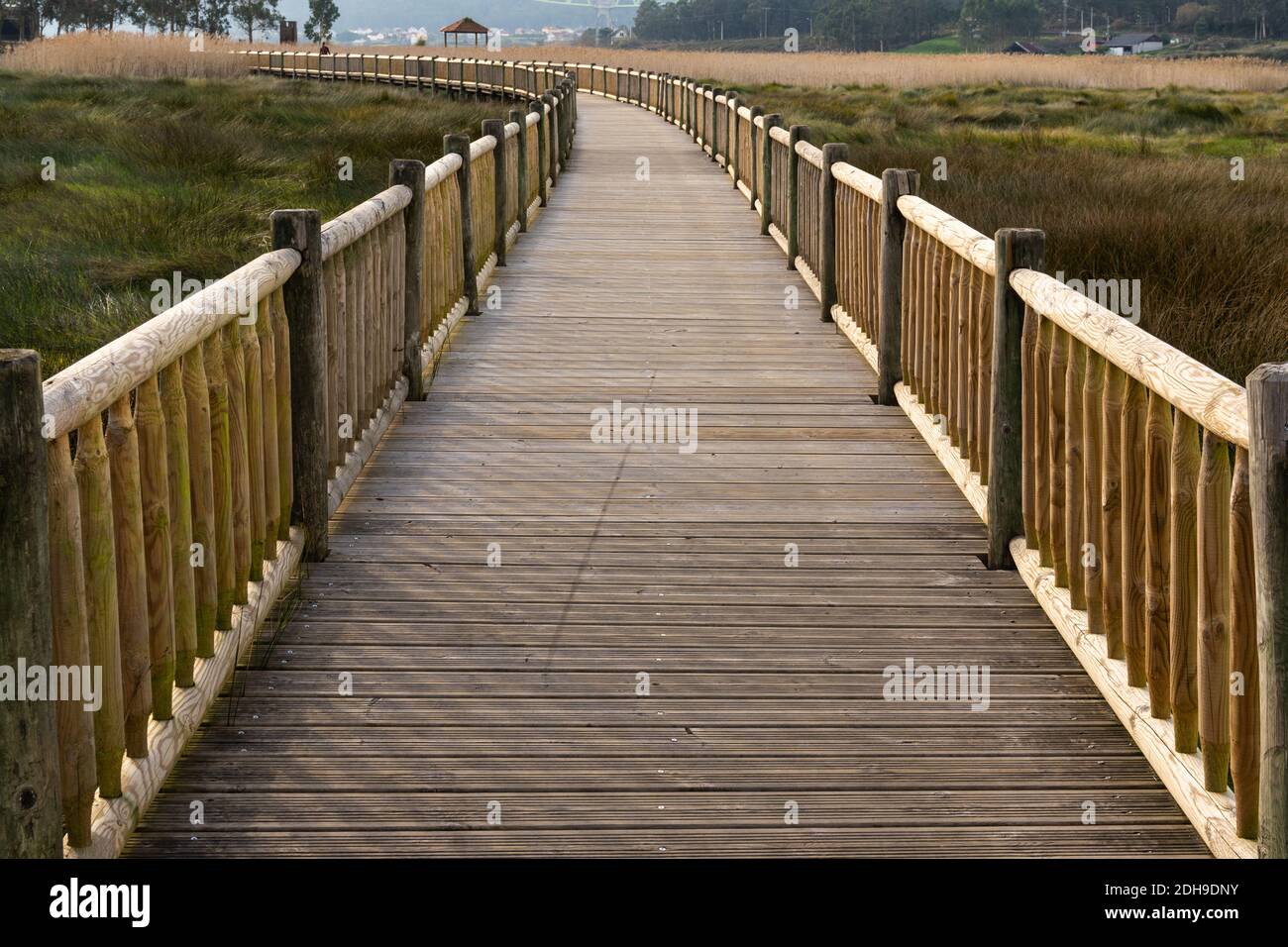 A long wooden boardwalk leading through tall golden reeds and marsh ...