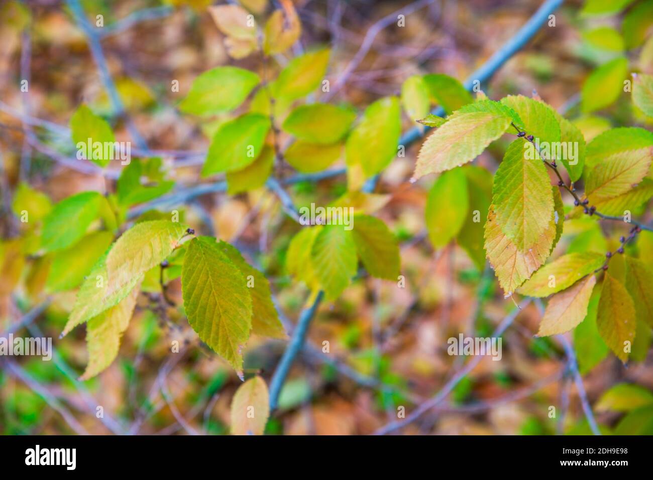 Hojas otonales hi-res stock photography and images - Alamy