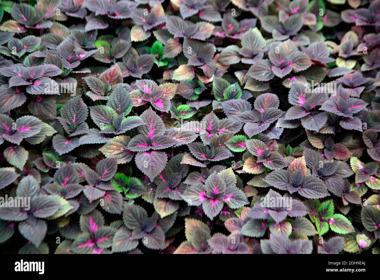 Magenta leaf texture background. Wallpaper leaf Surface natural magenta ...