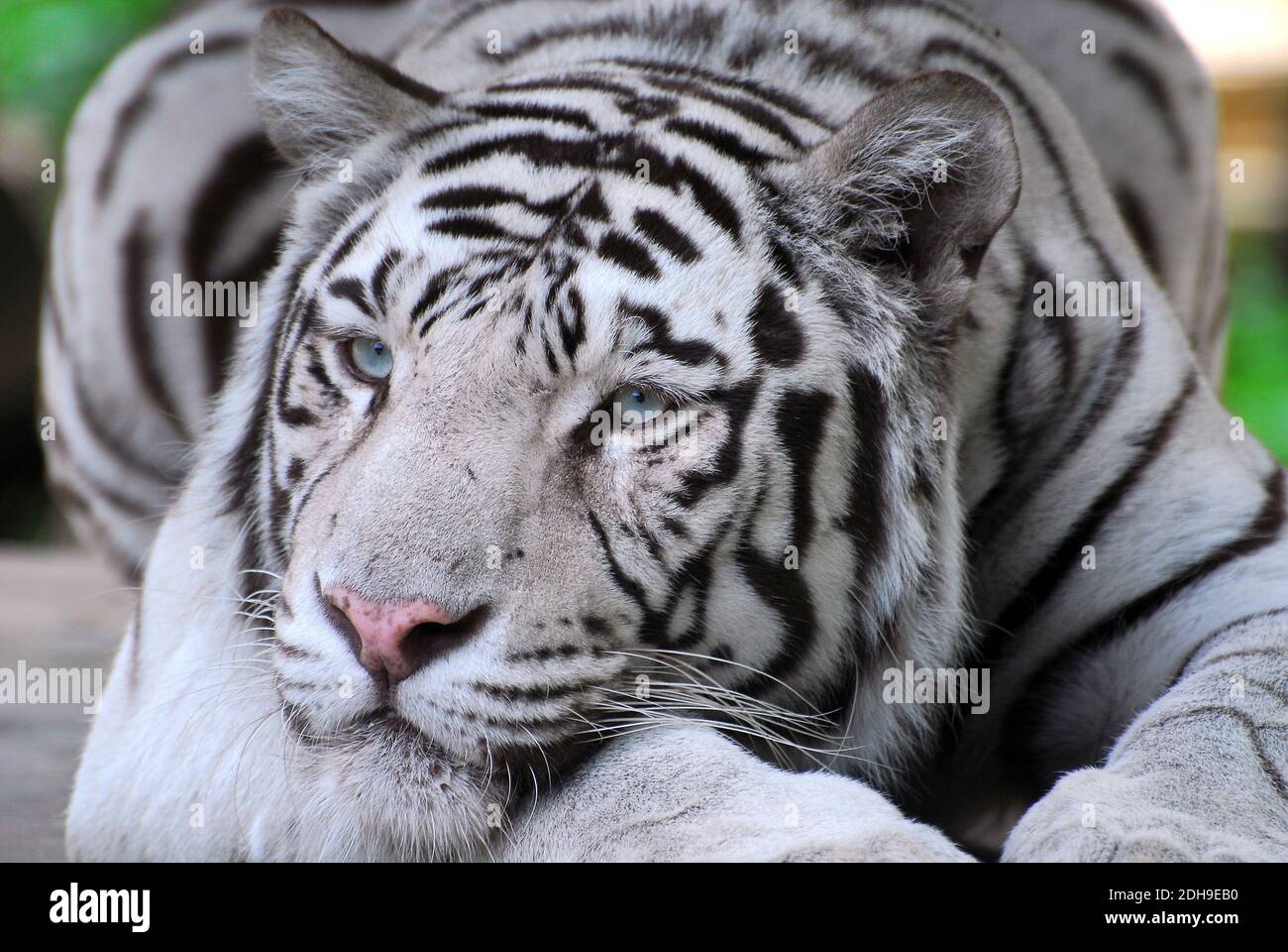 white tiger or bleached tiger, Panthera tigris tigris mutatio alba ...