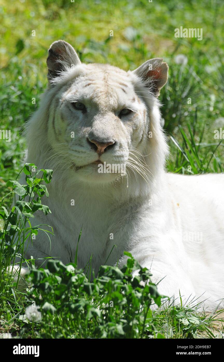 white tiger or bleached tiger, Panthera tigris tigris mutatio alba ...