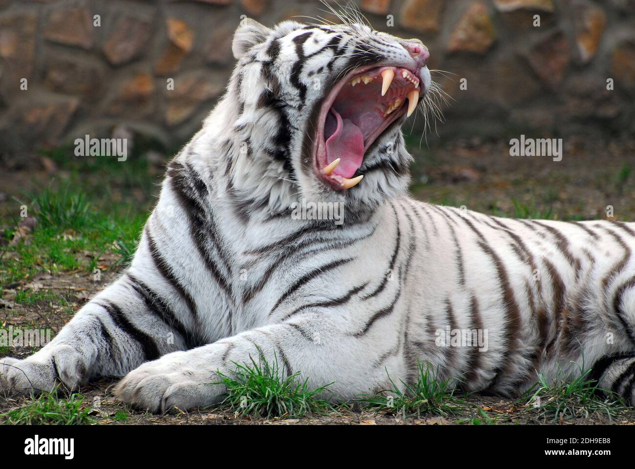 white tiger or bleached tiger, Panthera tigris tigris mutatio alba ...