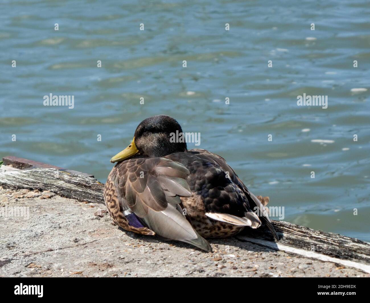 Sitting duck hi-res stock photography and images - Alamy