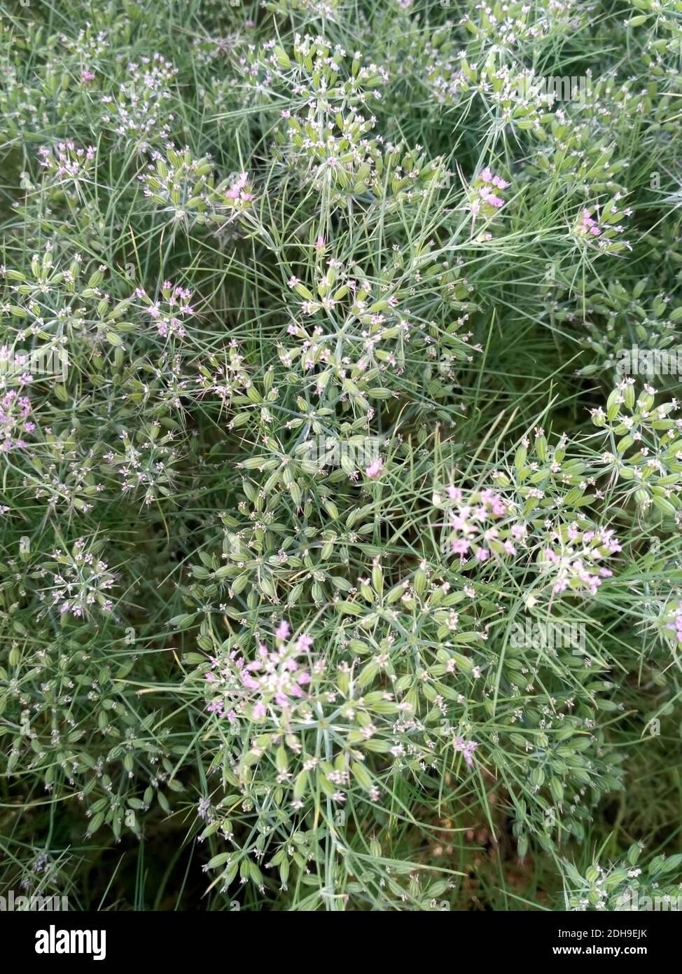 Cumin Crop Field, fresh plant of Cumin seeds farm, growing in ...