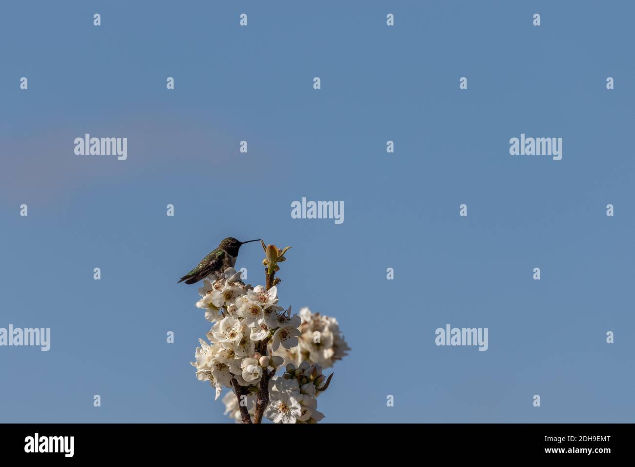 Hummingbird on Fruit Tree Blossoms Stock Photo - Alamy