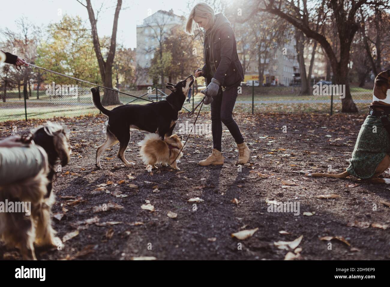 Full length side view of female pet owner standing with dogs at park ...