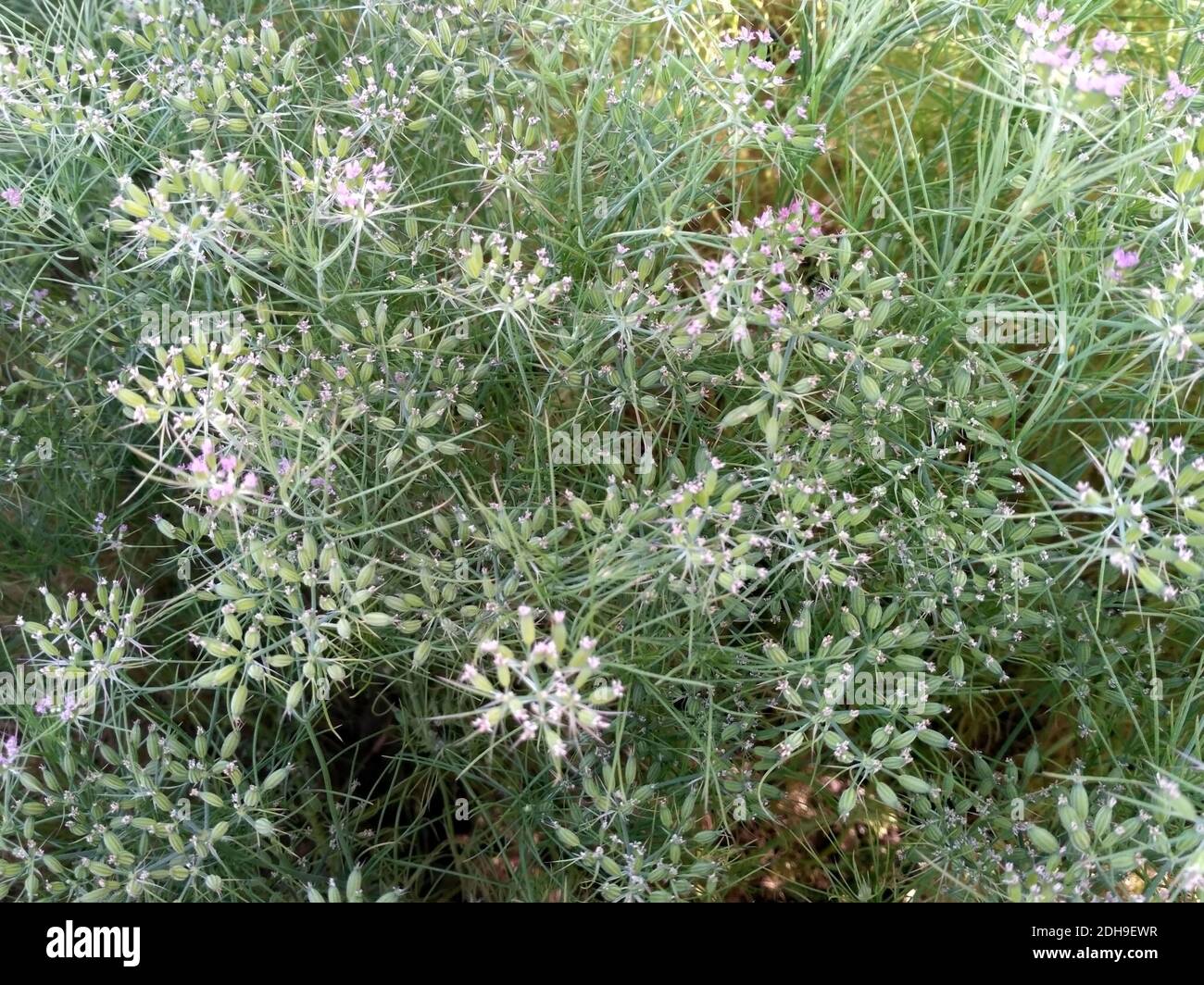 Cumin Crop Field, fresh plant of Cumin seeds farm, growing in ...