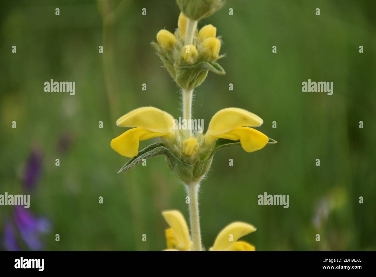 Yellow flowers of Hare's Ear (Phlomis lychnitis) in meadow Stock Photo ...