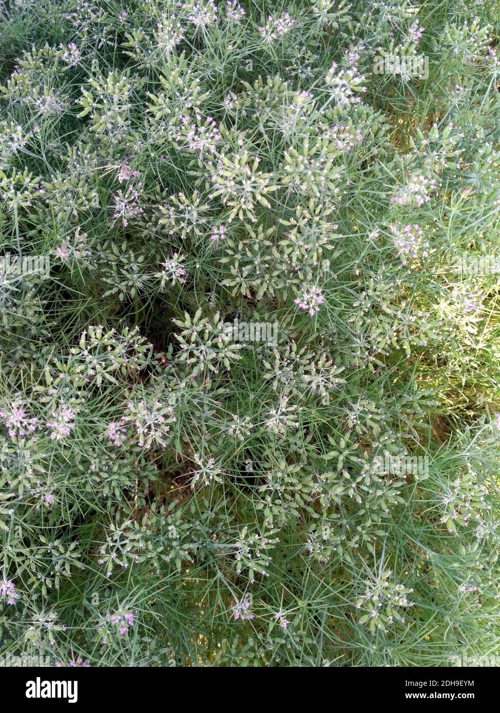 Cumin Crop Field, fresh plant of Cumin seeds farm, growing in ...