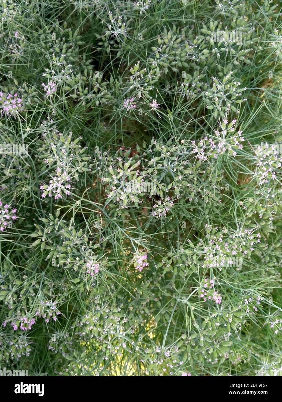 Cumin Crop Field, fresh plant of Cumin seeds farm, growing in ...