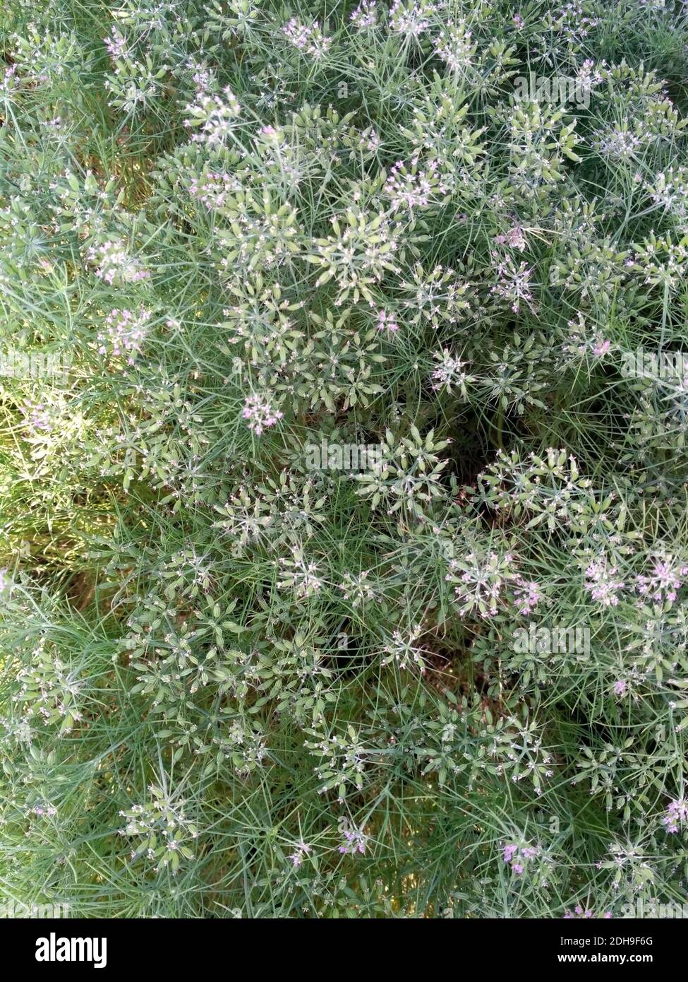 Cumin Crop Field, fresh plant of Cumin seeds farm, growing in ...