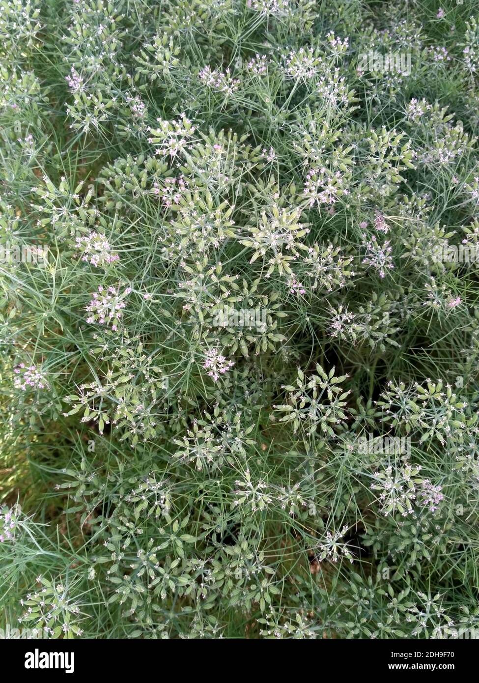 Cumin Crop Field, fresh plant of Cumin seeds farm, growing in ...