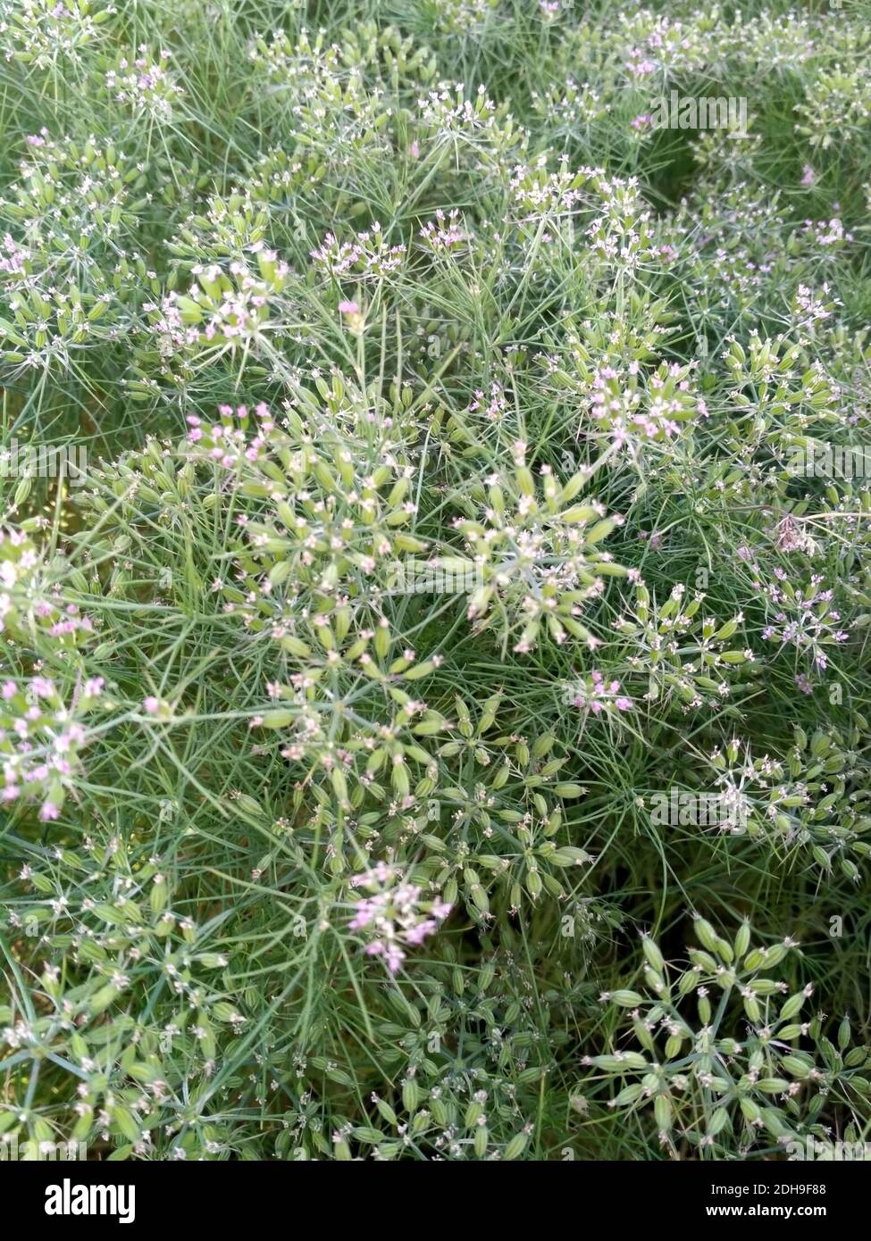 Cumin Crop Field, fresh plant of Cumin seeds farm, growing in ...