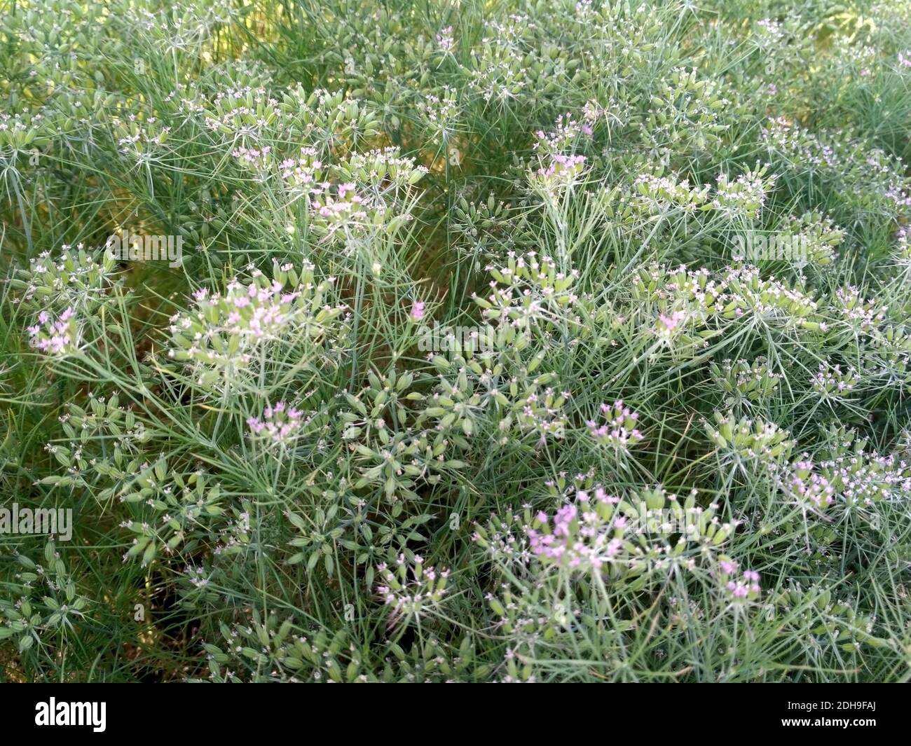 Cumin Crop Field, fresh plant of Cumin seeds farm, growing in ...