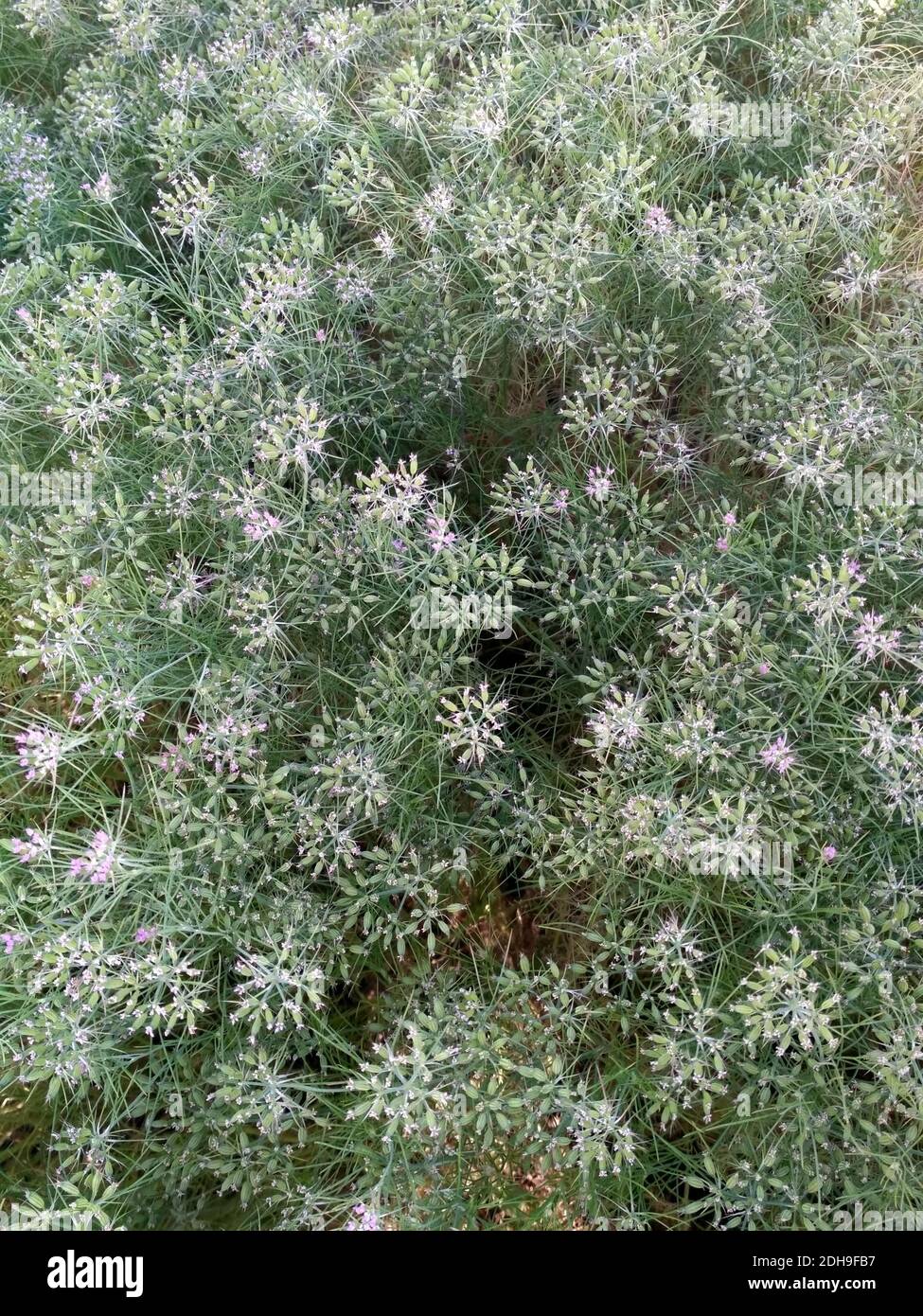 Cumin Crop Field, fresh plant of Cumin seeds farm, growing in ...