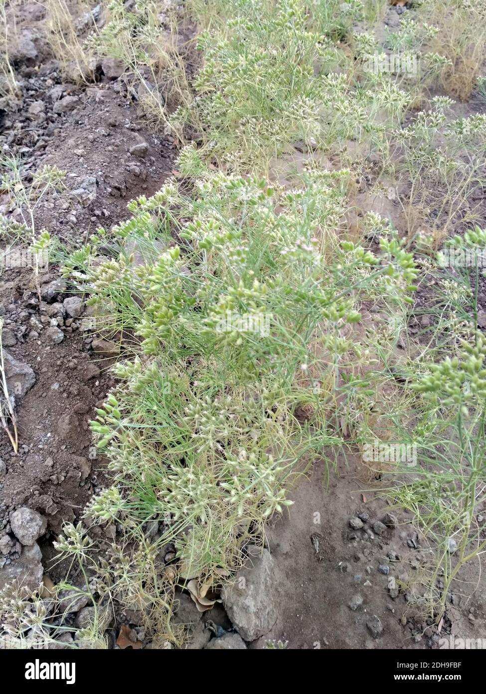 Cumin Crop Field, fresh plant of Cumin seeds farm, growing in ...