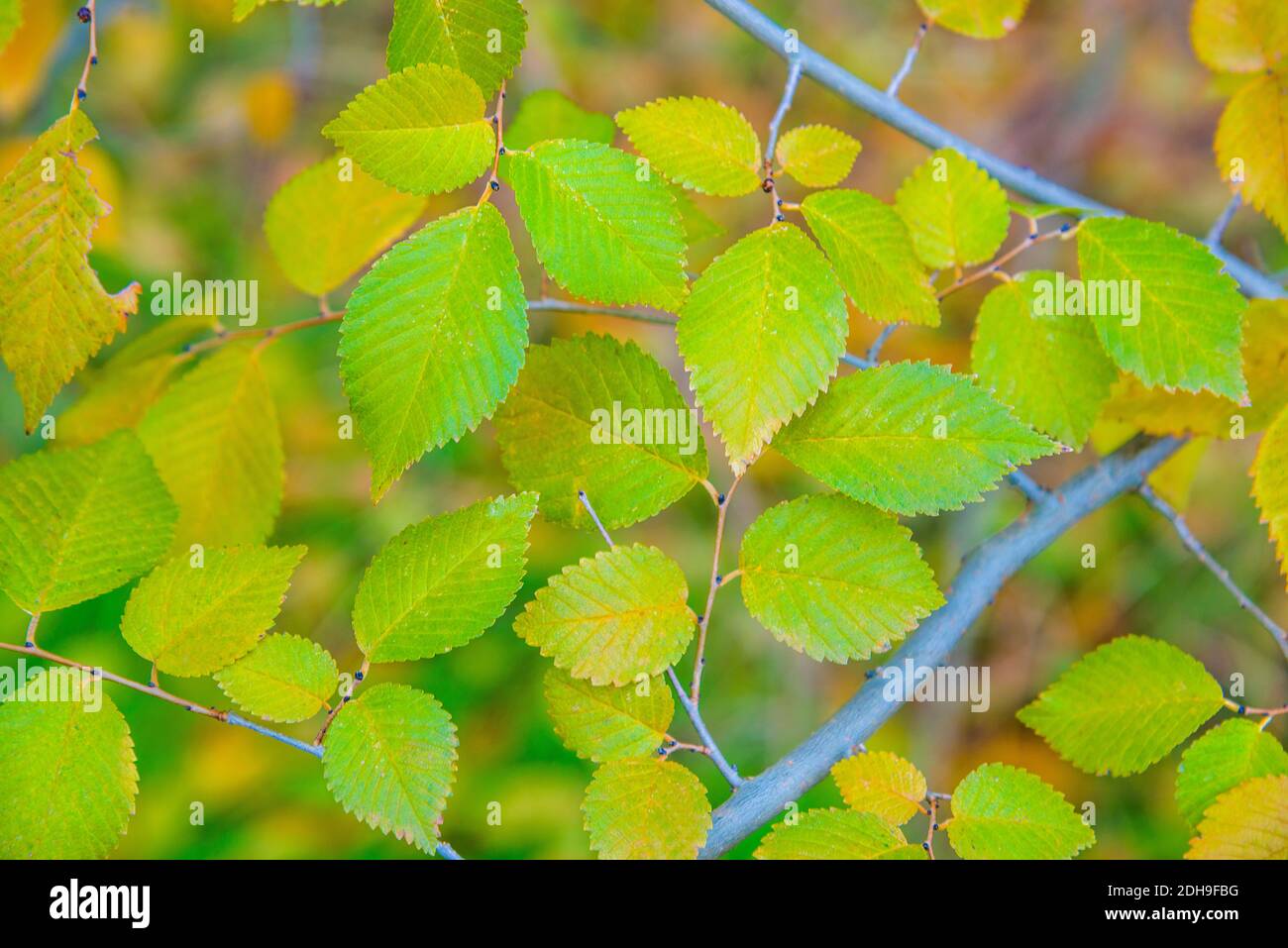 Autumnal plants hi-res stock photography and images - Alamy
