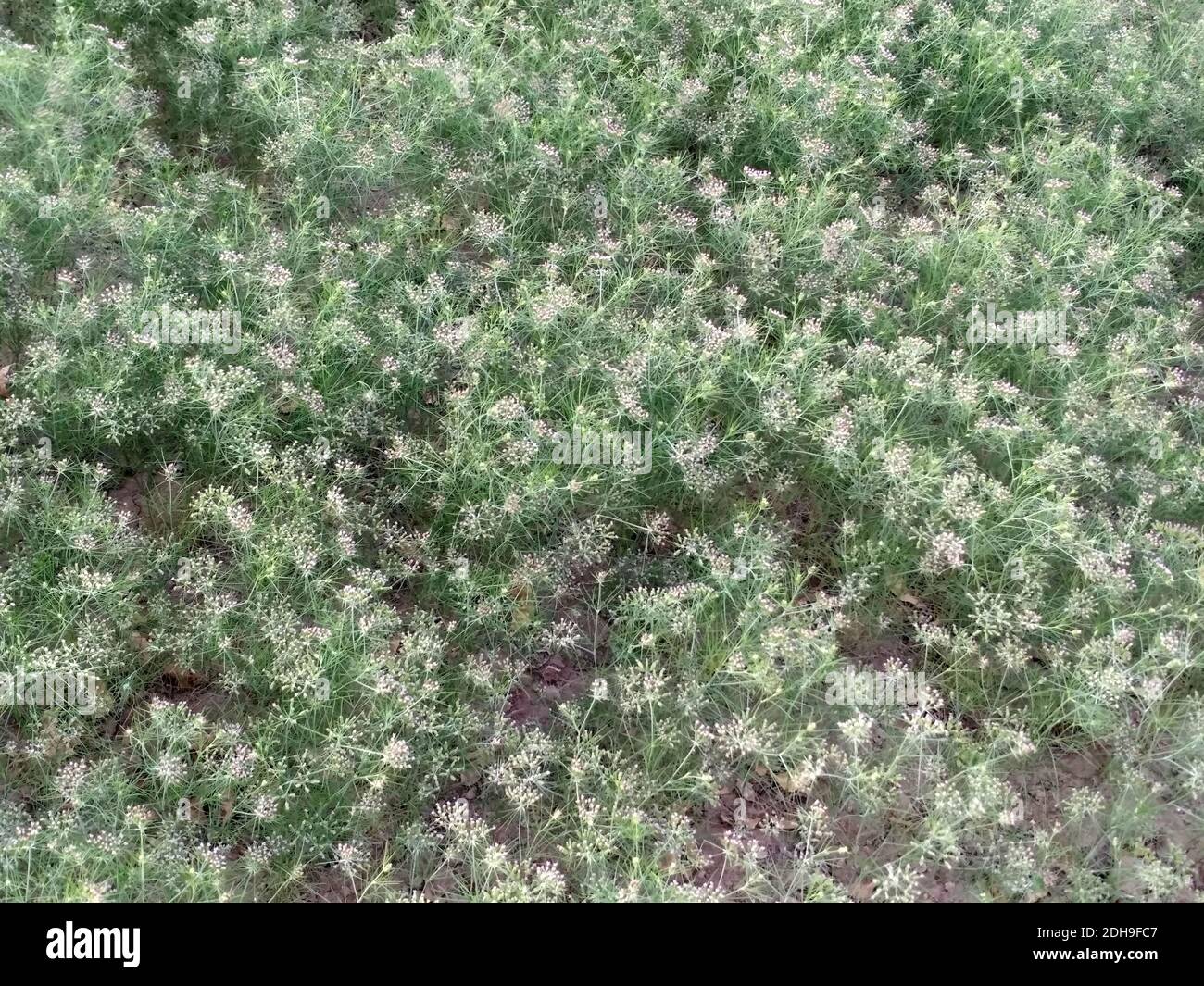 Cumin Crop Field, fresh plant of Cumin seeds farm, growing in ...