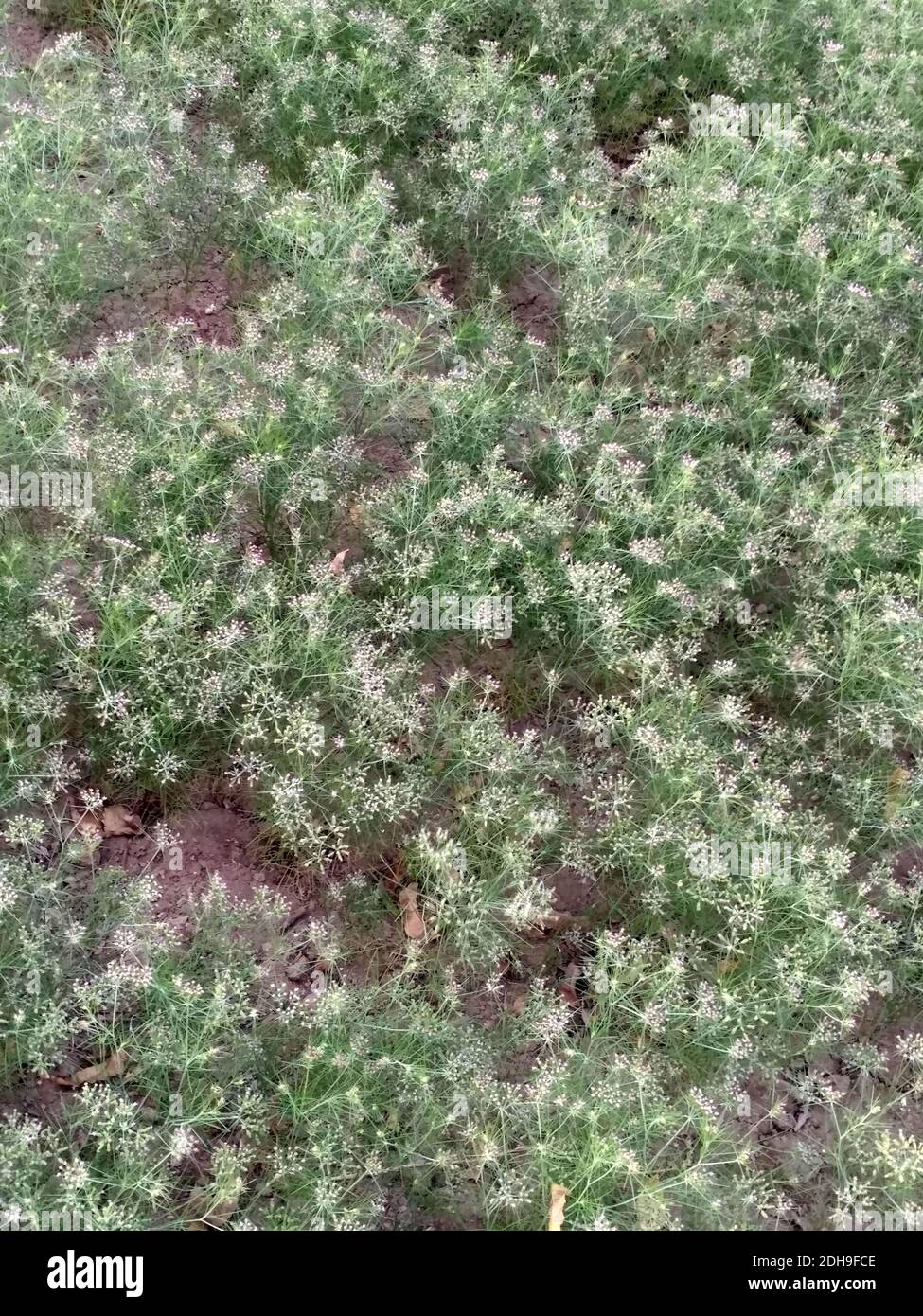 Cumin Crop Field, fresh plant of Cumin seeds farm, growing in ...