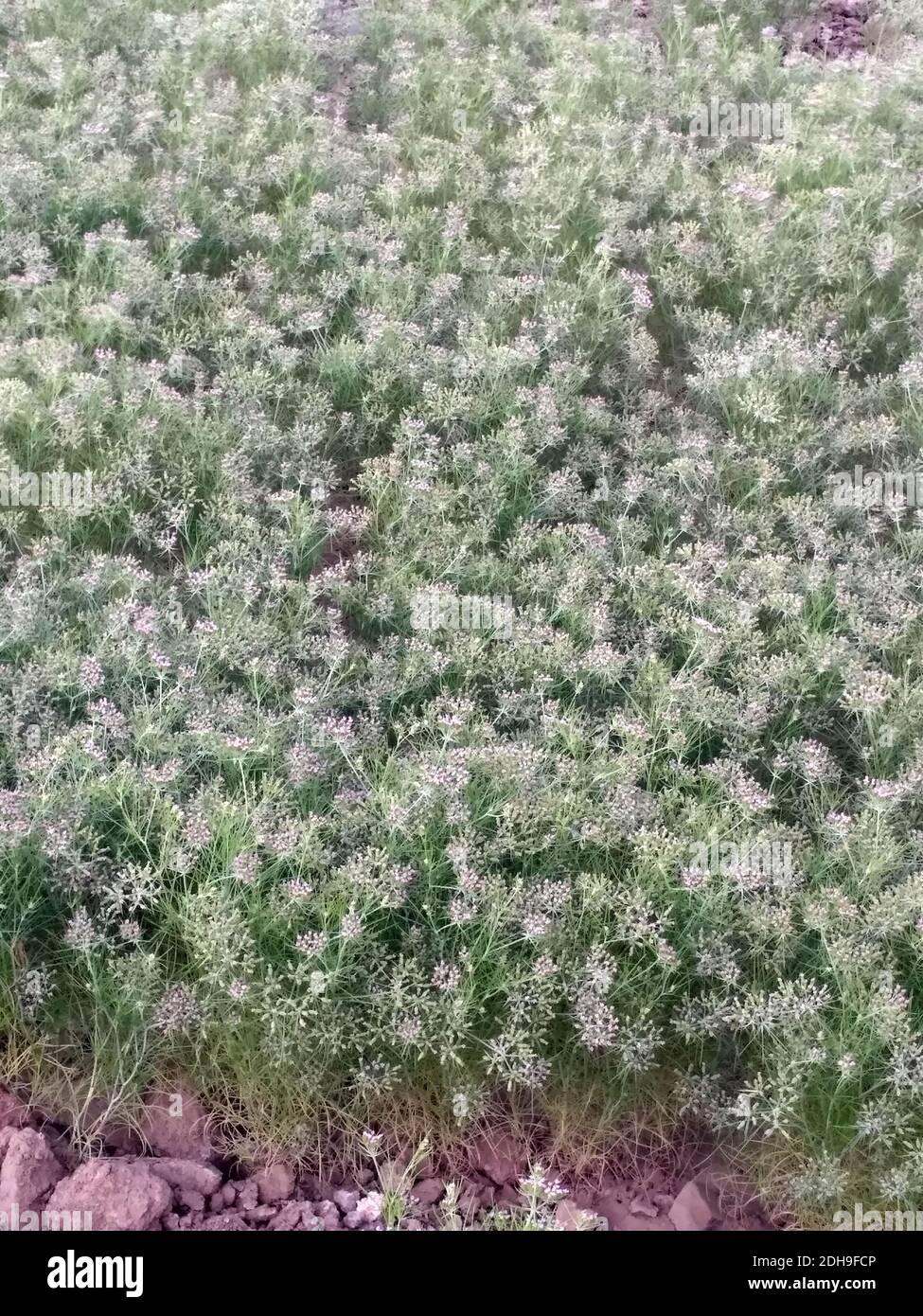 Cumin Crop Field, fresh plant of Cumin seeds farm, growing in ...